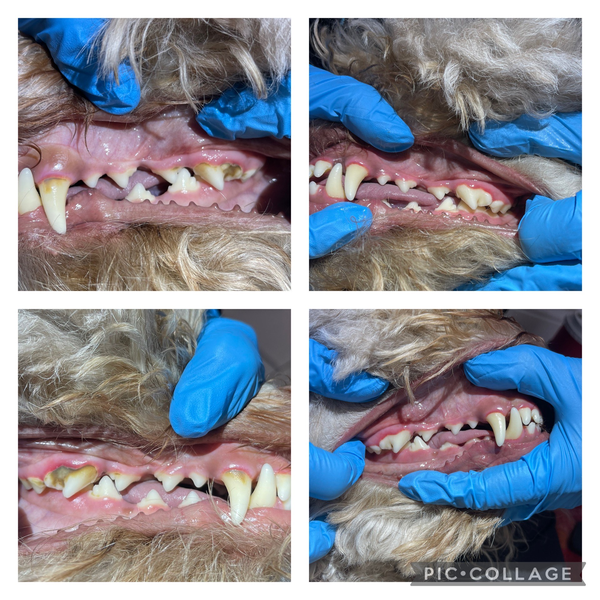 Before and After - Happy Hounds Teeth Cleaning